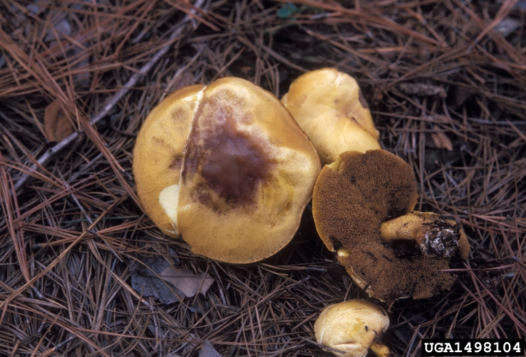 slippery jack (Genus Suillus Gray)
