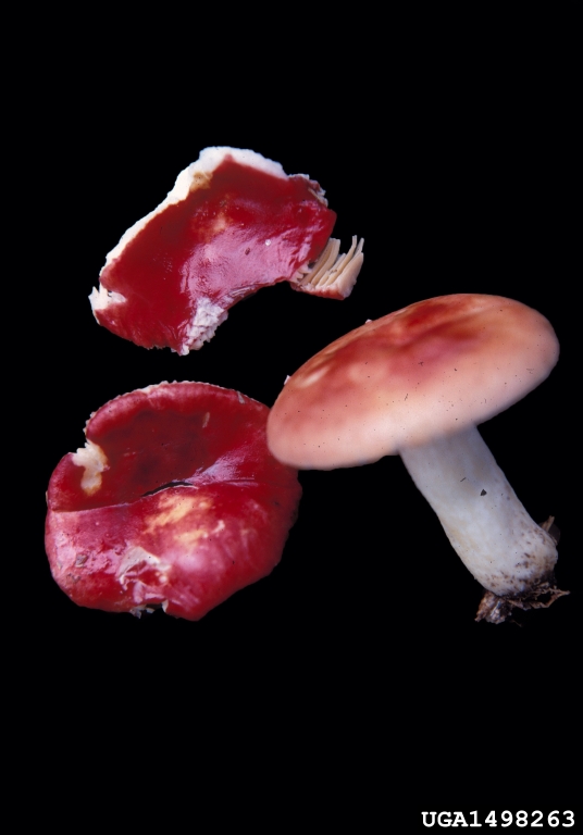 Russula mushroom, Russula spp. (Agaricales: Russulaceae) - 1498263
