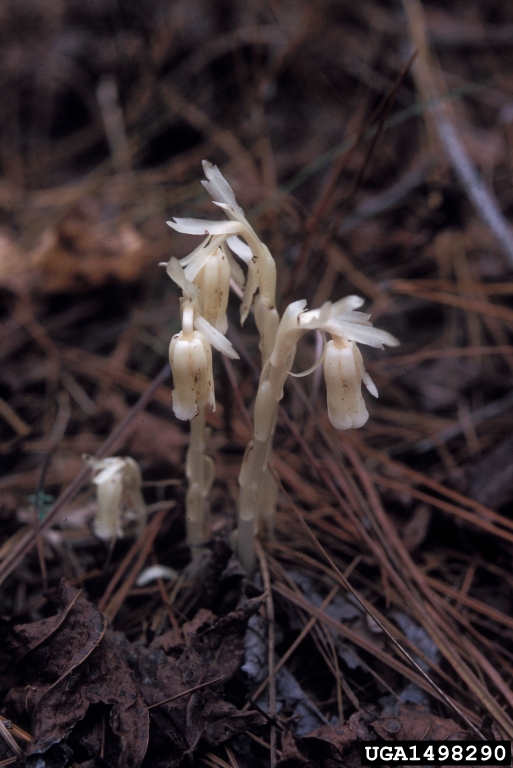 Indianpipe (Monotropa uniflora L.)