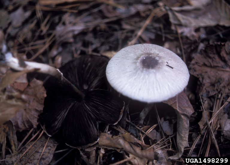Agaric mushroom (Genus Agaricus L.)