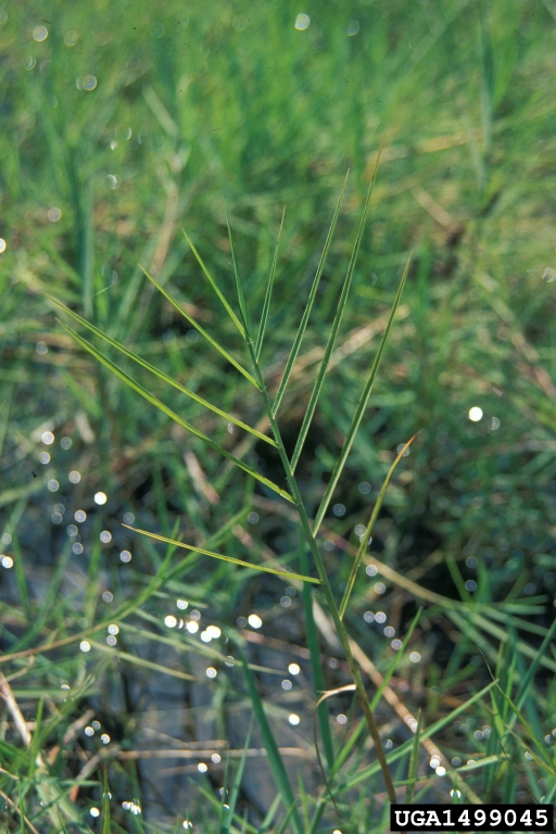 torpedograss (Panicum repens L.)