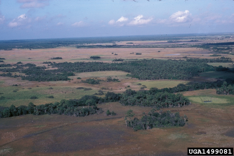 Big Cypress National Preserve