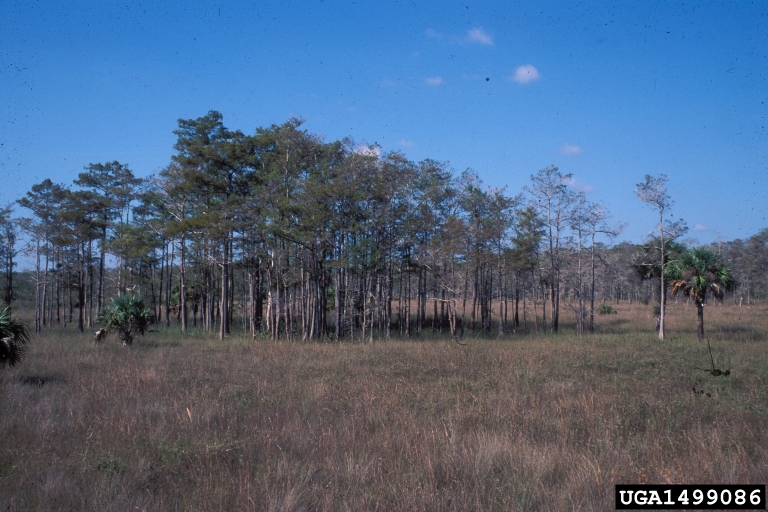 Big Cypress National Preserve