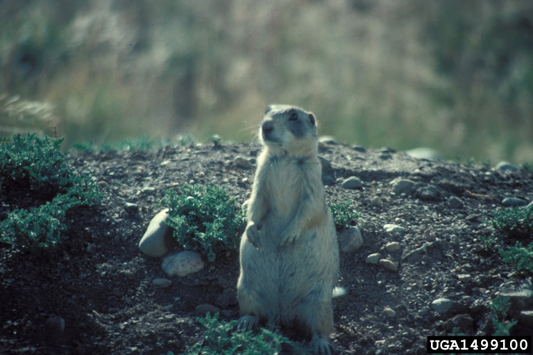 prairie dog (Genus Cynomys)