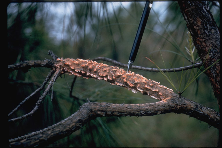 comandra blister rust (Cronartium comandrae Peck)