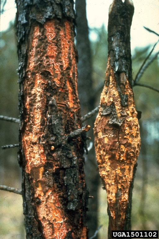 comandra blister rust (Cronartium comandrae)