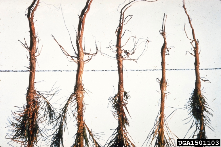 fusiform rust (Cronartium quercuum f.sp. fusiforme)