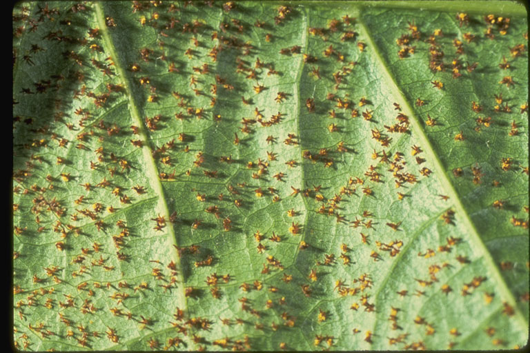 fusiform rust (Cronartium quercuum f.sp. fusiforme (Hedgc. & N. Hunt ...