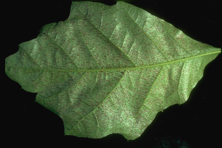 fusiform rust (Cronartium quercuum f.sp. fusiforme)