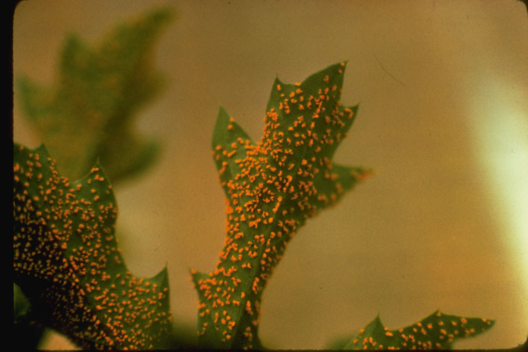 fusiform rust (Cronartium quercuum f.sp. fusiforme (Hedgc. & N. Hunt ...