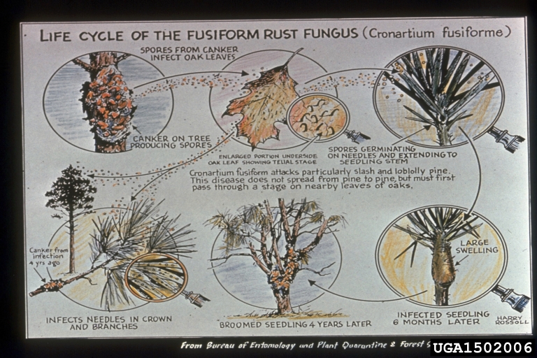 fusiform rust (Cronartium quercuum f.sp. fusiforme (Hedgc. & N. Hunt ...