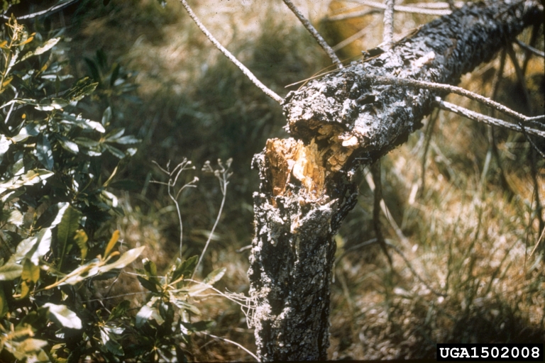 fusiform rust (Cronartium quercuum f.sp. fusiforme)