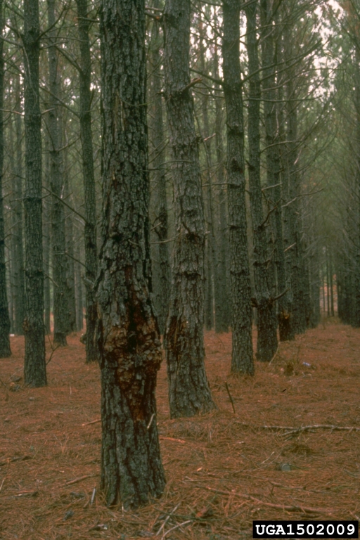 fusiform rust (Cronartium quercuum f.sp. fusiforme)