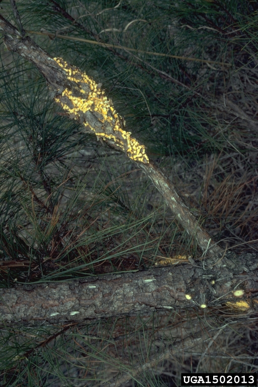 fusiform rust (Cronartium quercuum f.sp. fusiforme (Hedgc. & N. Hunt ...