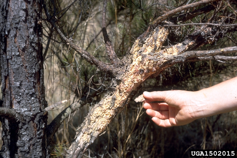 fusiform rust (Cronartium quercuum f.sp. fusiforme)