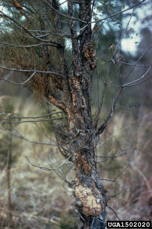 fusiform rust (Cronartium quercuum f.sp. fusiforme)