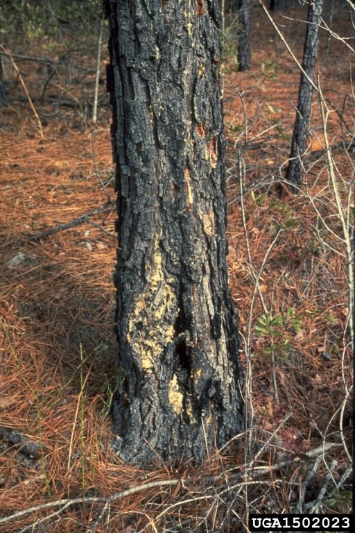fusiform rust (Cronartium quercuum f.sp. fusiforme (Hedgc. & N. Hunt ...