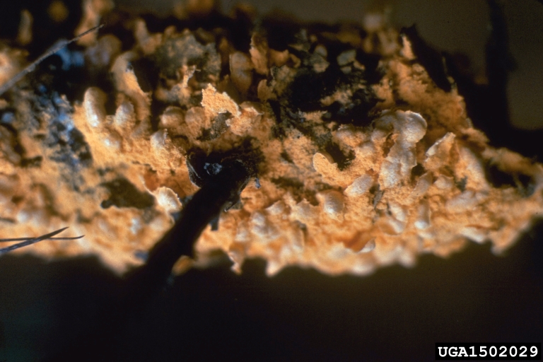 fusiform rust (Cronartium quercuum f.sp. fusiforme)