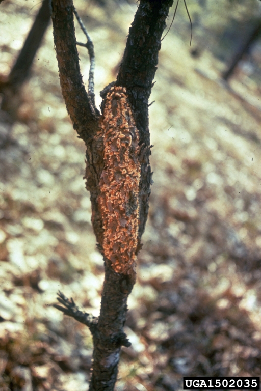 fusiform rust (Cronartium quercuum f.sp. fusiforme)