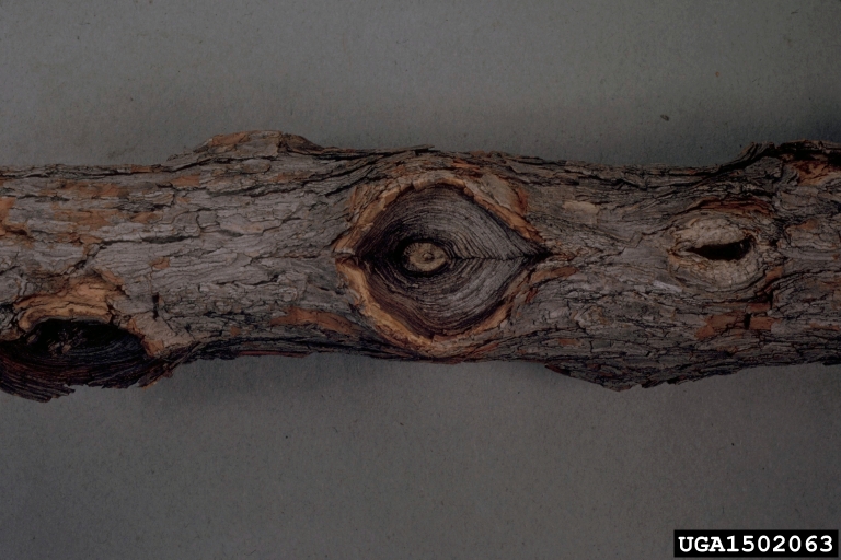 Neonectria cankers (Genus Neonectria (Fr.) Fr.)