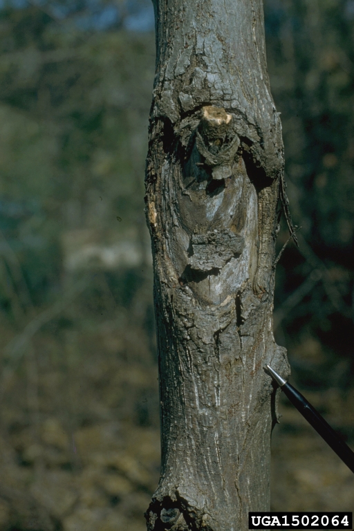 Neonectria cankers (Genus Neonectria (Fr.) Fr.)