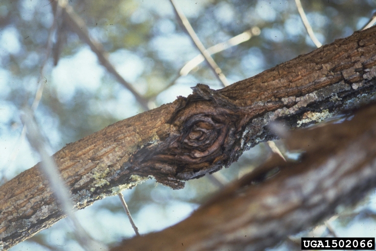 Neonectria cankers (Genus Neonectria (Fr.) Fr.)