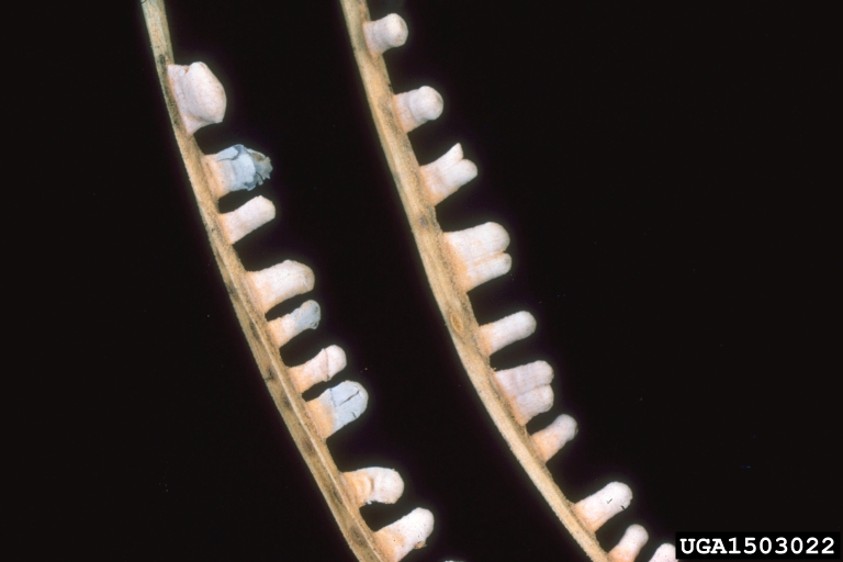 pine needle rusts (Genus Coleosporium Lev)