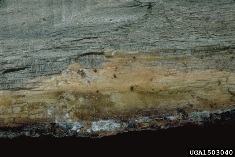 Leptographium root disease (Leptographium procerum (W.B. Kendr.) M.J ...