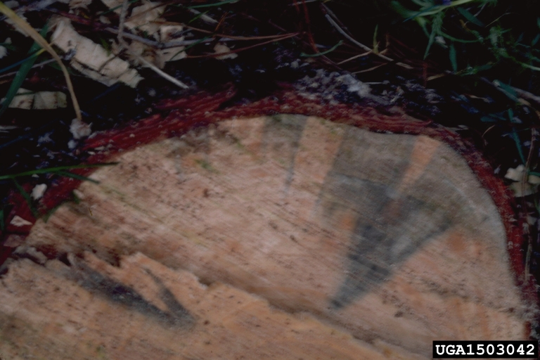 Leptographium root disease (Leptographium procerum)