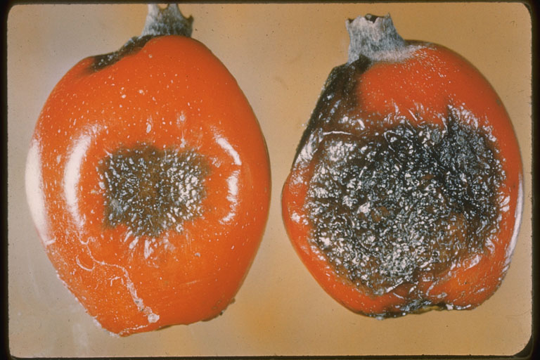 Septoria leaf spot (Septoria cornicola)