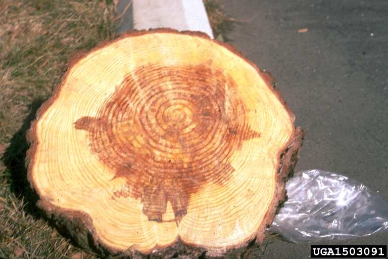 red heart of pine (Phellinus pini)