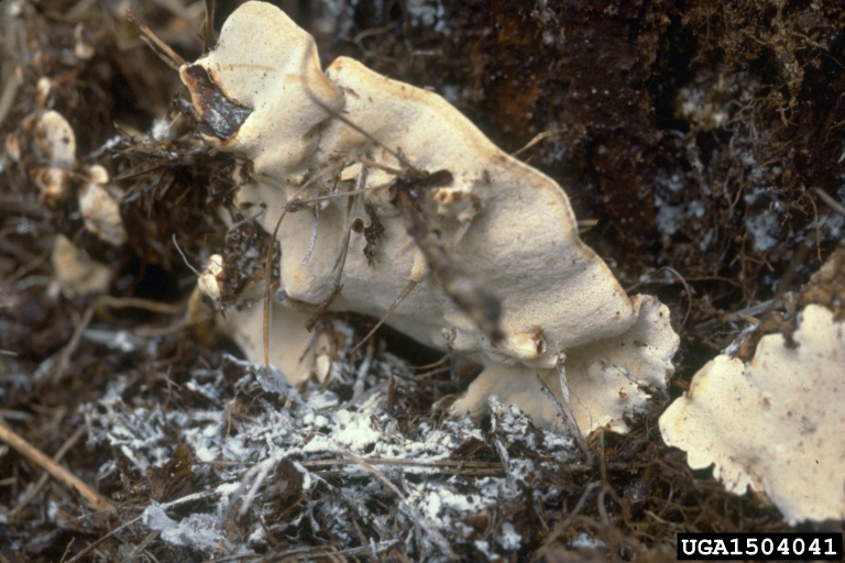 annosum root disease, Heterobasidion annosum (Russulales ...