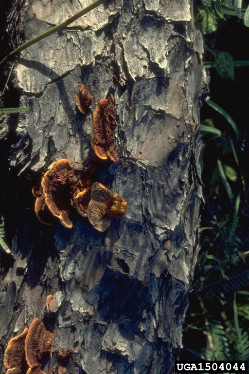 rusty gilled polypore (Gloeophyllum sepiarium)