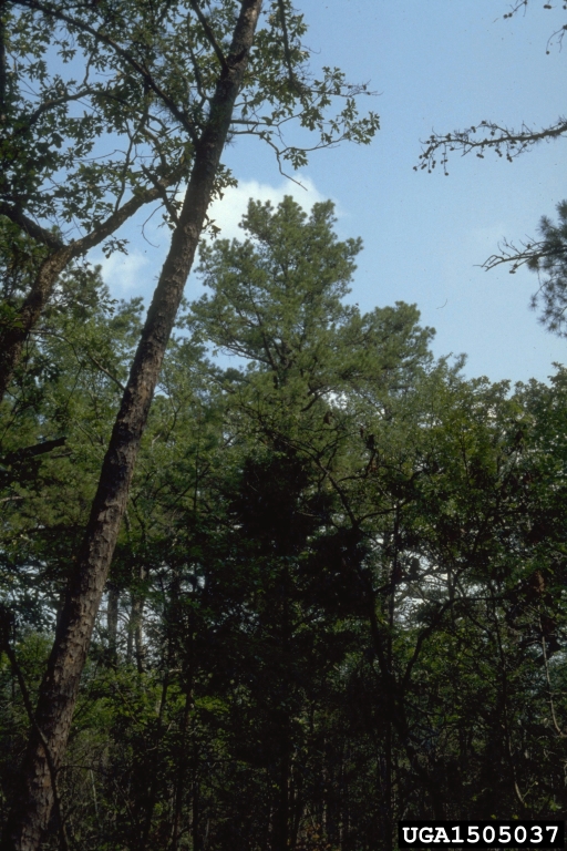 shortleaf pine (Pinus echinata)