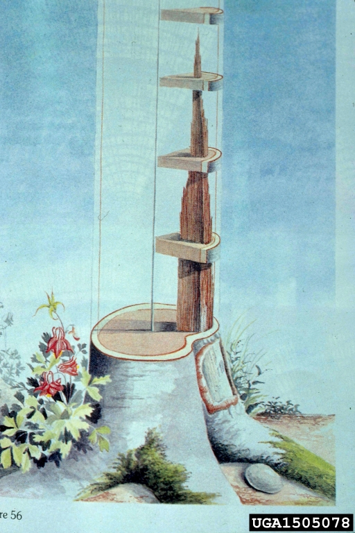 Compartmentalization Of Decay In Trees (CODIT)