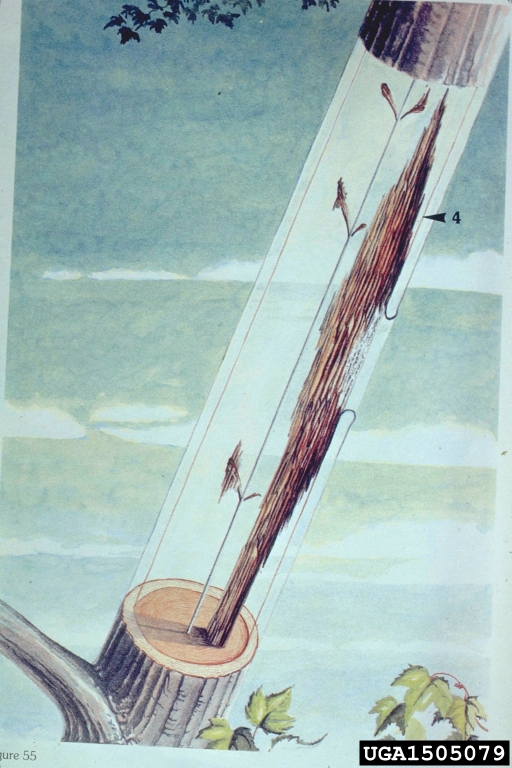 Compartmentalization Of Decay In Trees (CODIT)