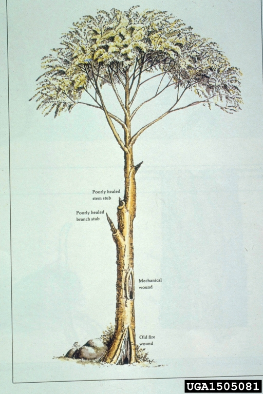 Compartmentalization Of Decay In Trees (CODIT)