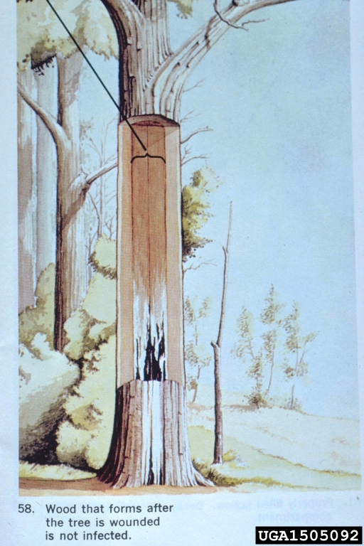 Compartmentalization Of Decay In Trees (CODIT)