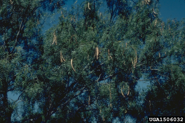 mesquite (Genus Prosopis L.)