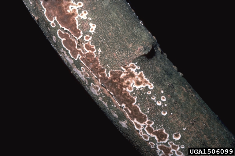 Hymenochaete fungi (Genus Hymenochaete Lev.)