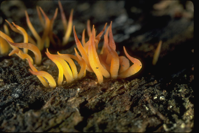 jelly fungus (Calocera cornea (Batsch) Fr.)