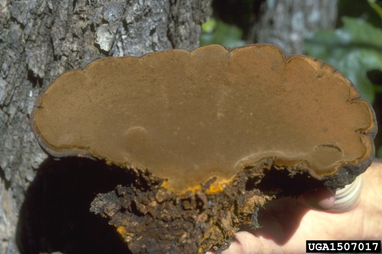 heart rot (Phellinus rimosus ) on black locust (Robinia pseudoacacia ...