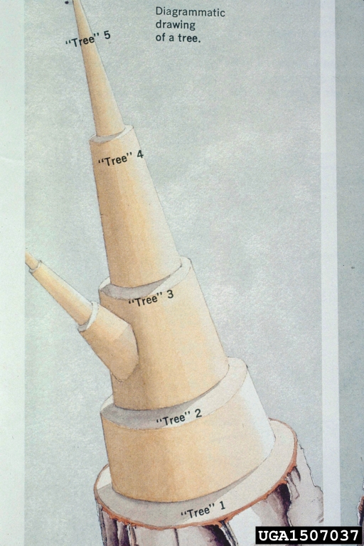 Compartmentalization Of Decay In Trees (CODIT)