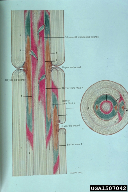 Compartmentalization Of Decay In Trees (CODIT)