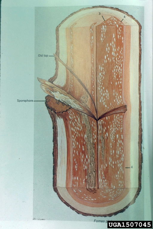 red heart of pine (Phellinus pini)