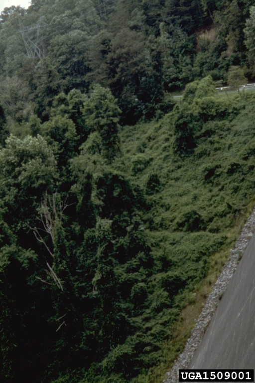 round leaf bittersweet (Celastrus orbiculatus)