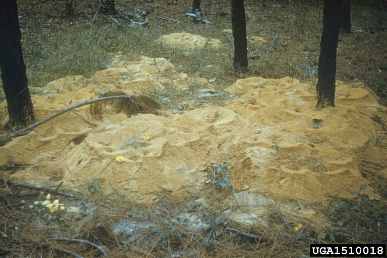 Texas leaf-cutter ant (Atta texana (Buckley))