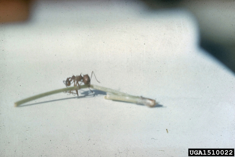 Texas leaf-cutter ant (Atta texana)