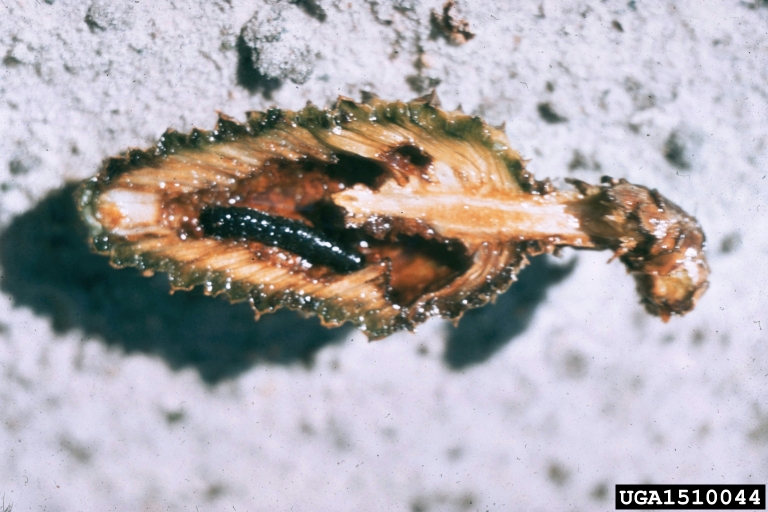 cone worms (Genus Dioryctria)