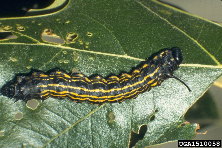 orangestriped oakworm (Anisota senatoria (J. E. Smith, 1797))